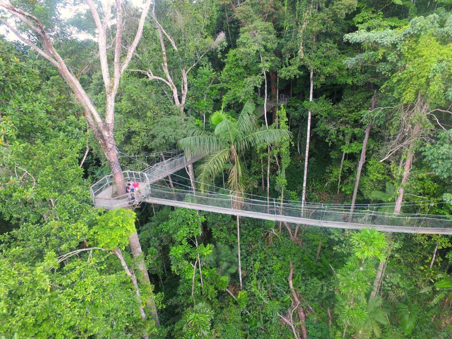 Iwokrama Canopy Walkway: Guyana's Rainforest Majesty